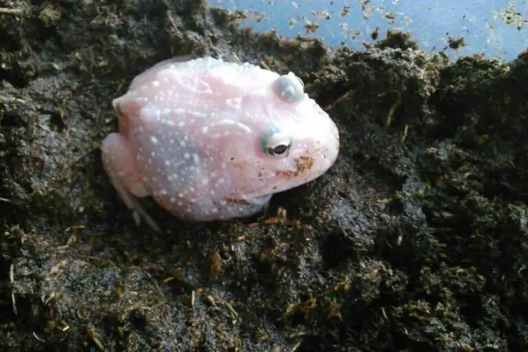 15 Pacman frog morphs and colors explained (With pictures) | Hutch and Cage