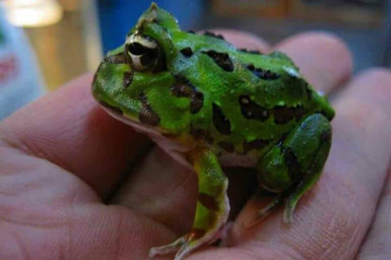 15 Pacman frog morphs and colors explained (With pictures) | Hutch and Cage