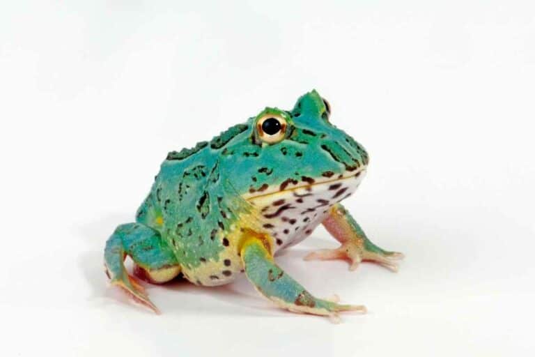15 Pacman frog morphs and colors explained (With pictures) | Hutch and Cage