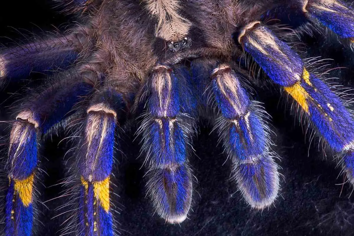 Cobalt Blue Tarantula Pet Guide | Hutch and Cage