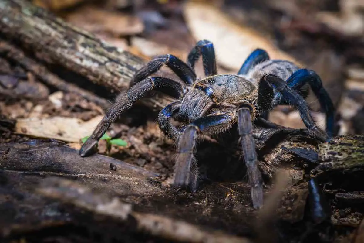 Cobalt Blue Tarantula Pet Guide | Hutch and Cage