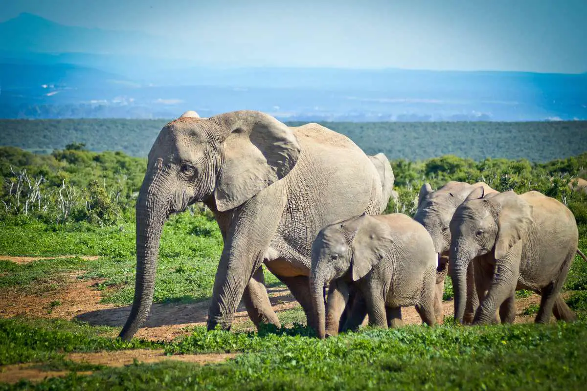 Discover the Top 10 Most Endangered Wild Animals: Protect Biodiversity ...